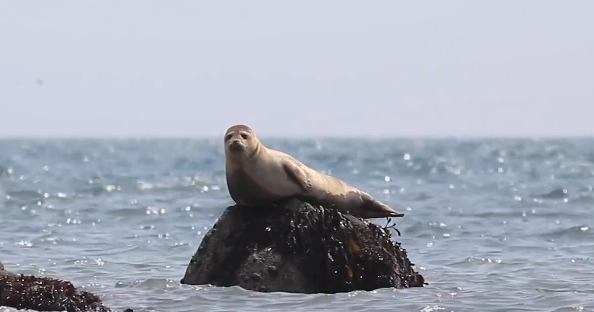 Working for a healthy sea with North Sea Wildlife Trusts | Esmée ...